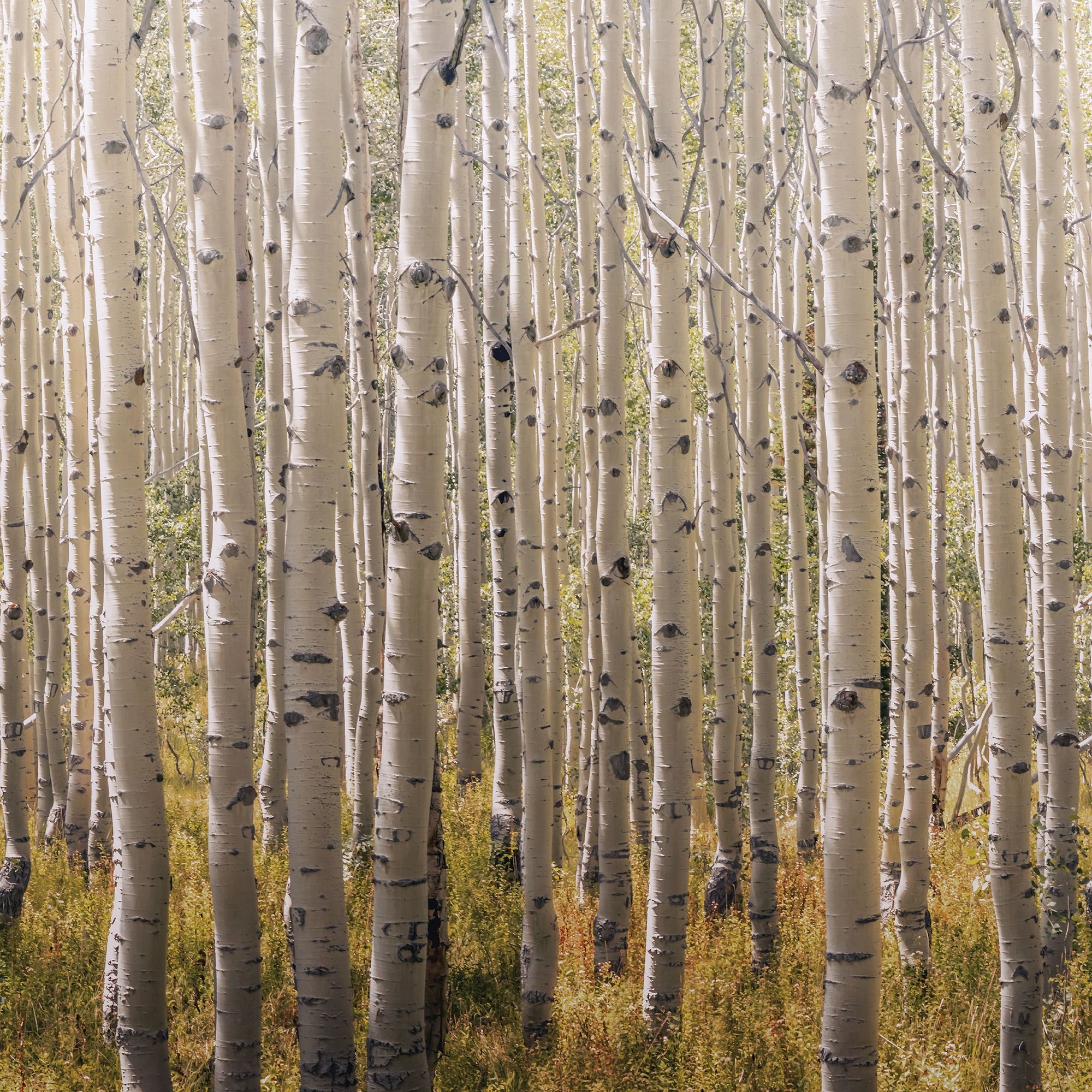 Grandeco Birch Tree Mural Wallpaper A42601 | A42601
