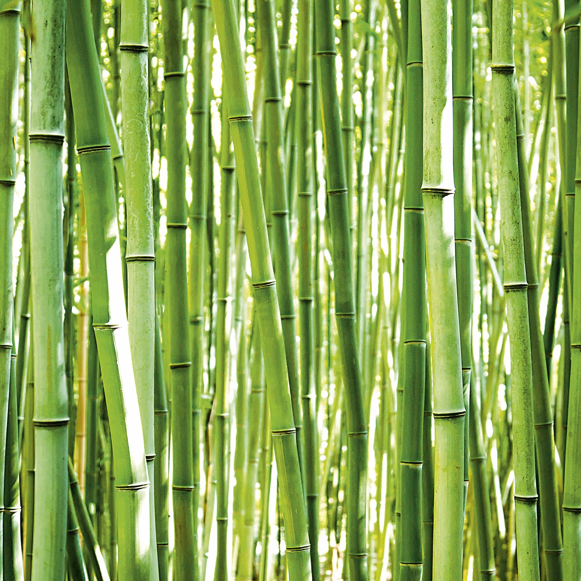 Bamboo Mural Wallpaper A36901 | A36901